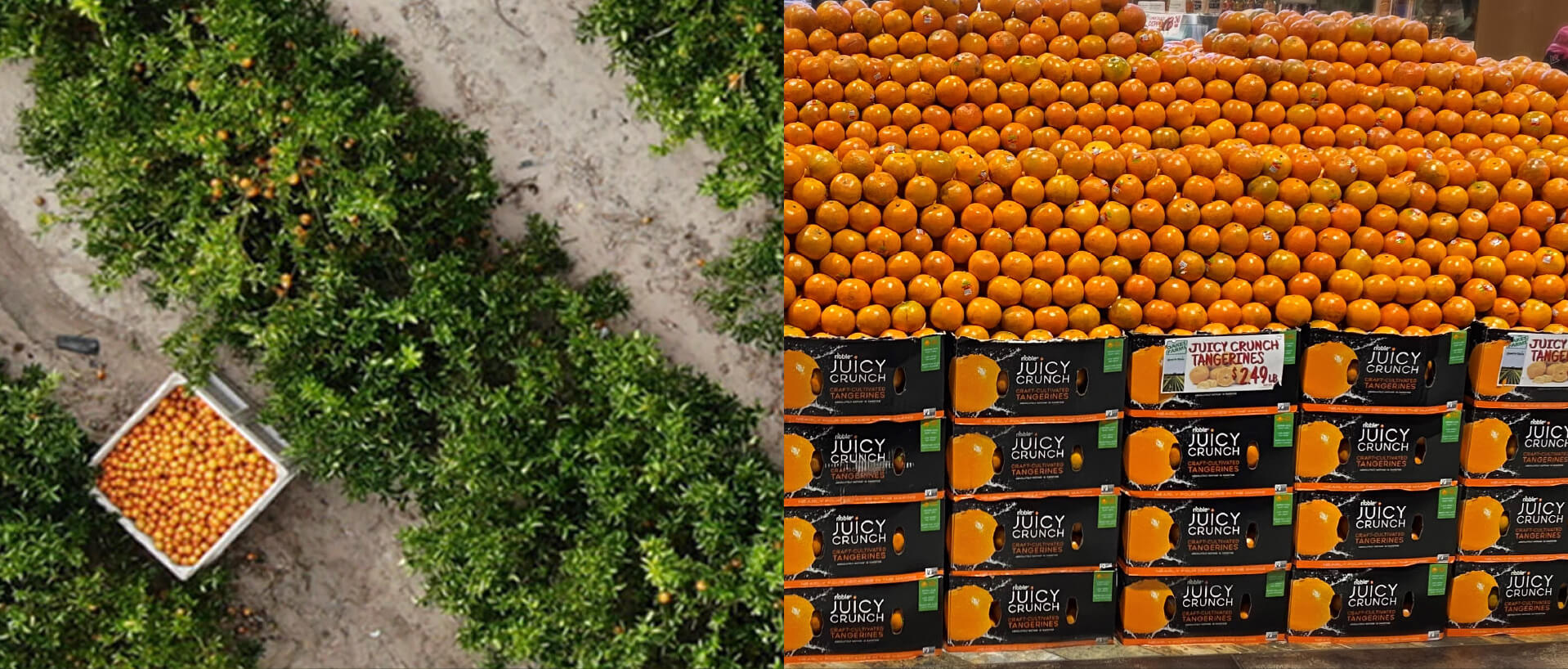 Juicy Crunch® Tangerines - Noble Citrus
