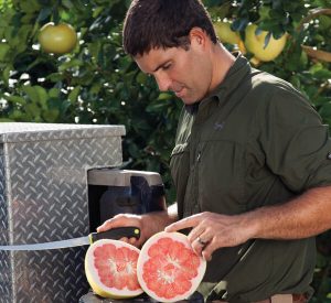 Florida Starburst Pummelo® - Noble Citrus