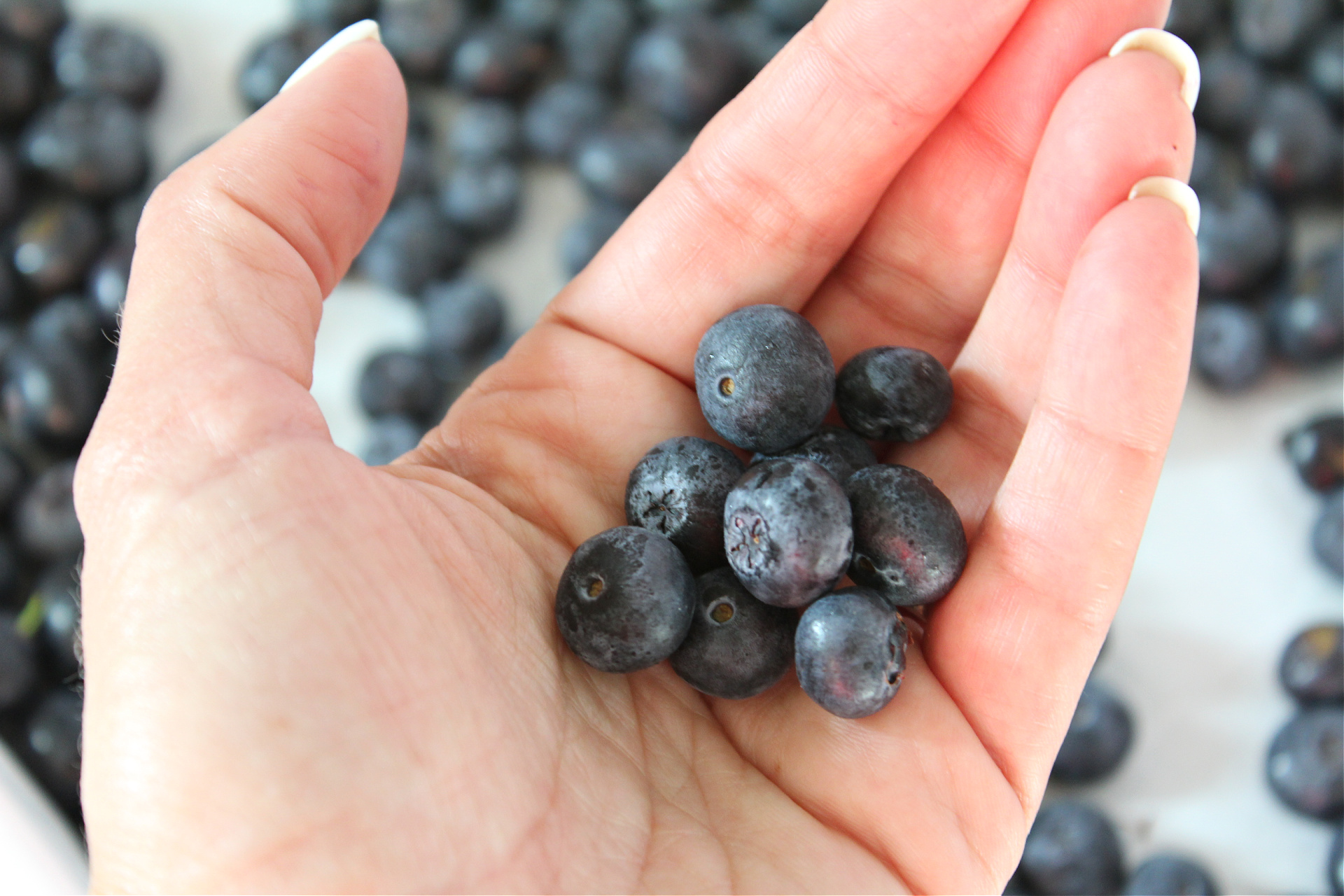 How to Freeze Blueberries – Noble Citrus